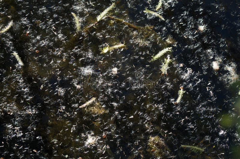 312 Seeds Floating Water Stock Photos - Free & Royalty-Free Stock ...