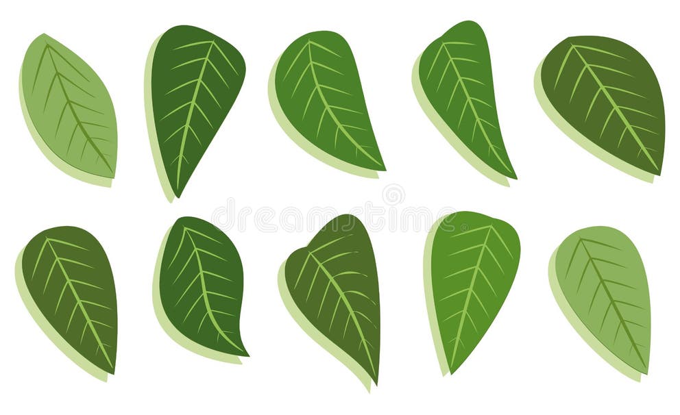 Leafs set stock vector. Illustration of green, decorative - 11723138