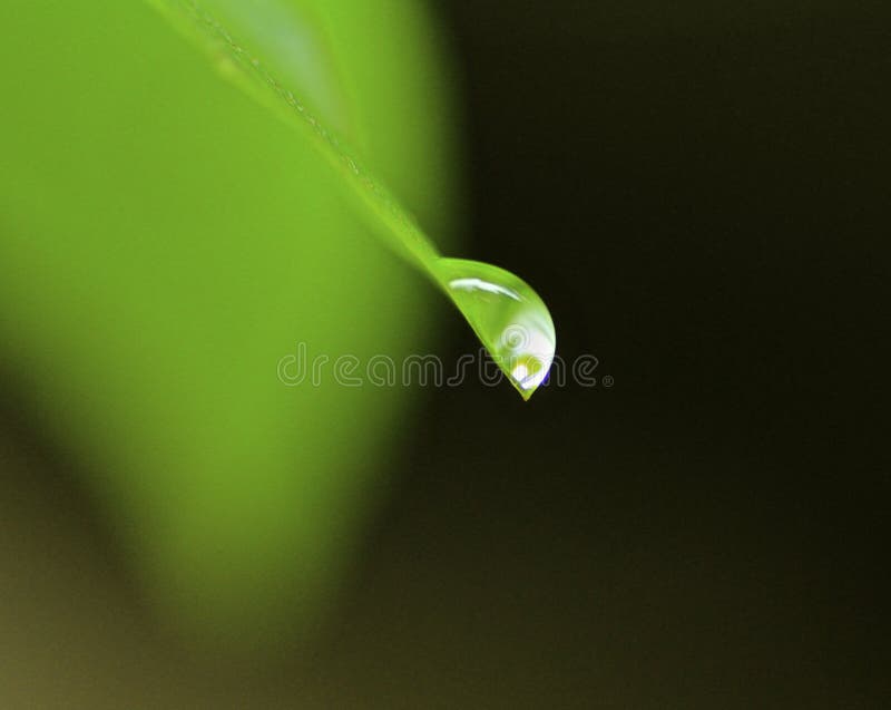 A leafs teardrop stock photo. Image of leaves, plants - 54923290