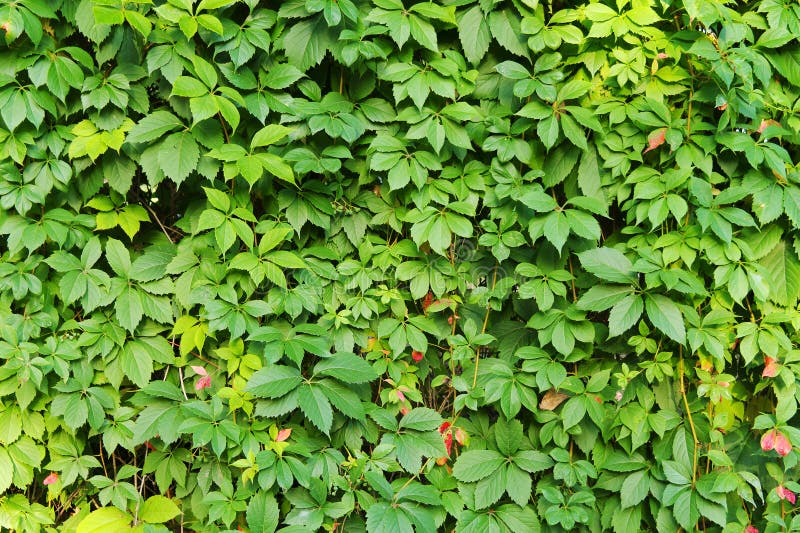 Leafs texture stock image. Image of spring, wall, texture - 53765719