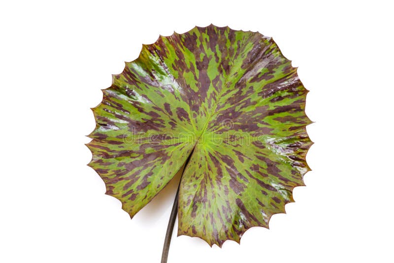 Leafs of Tiger Lotus Isolated Stock Image - Image of beautiful, leafs ...