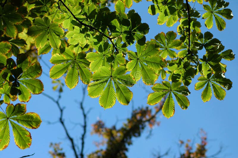 Leafs On Tree Picture. Image: 5507928