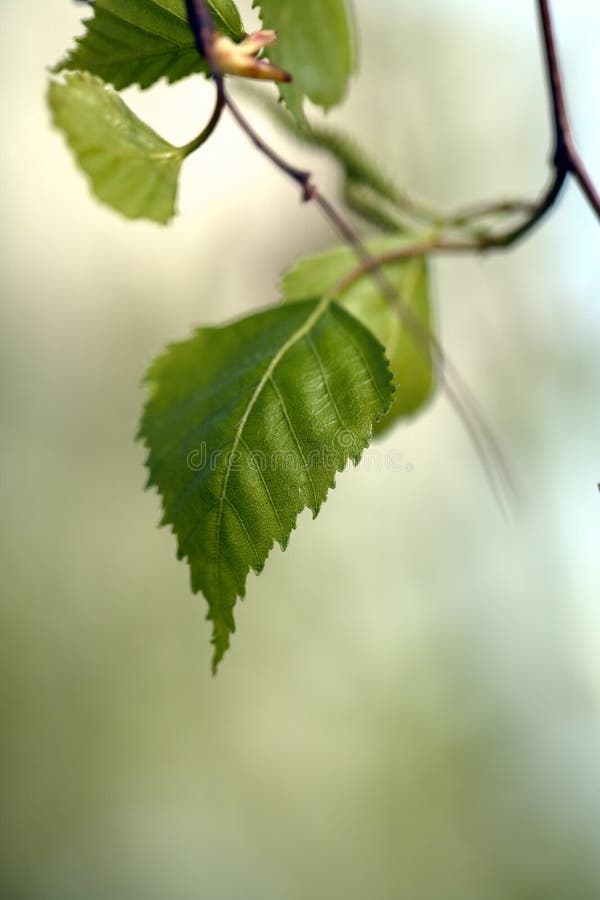 Leafs on tree stock photo. Image of object, leaf, separated - 39823196