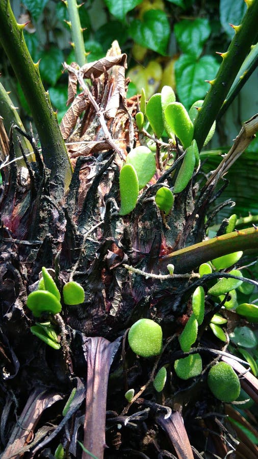 Leafs Green on Tropical Root Grow Up Stock Photo - Image of food, fruit ...