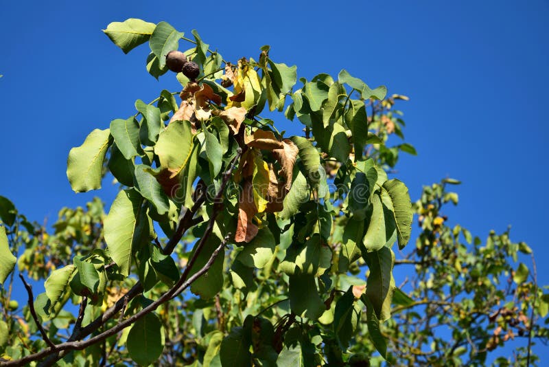 A Walnut Tree Suffering from Dryness Stock Image - Image of europe ...