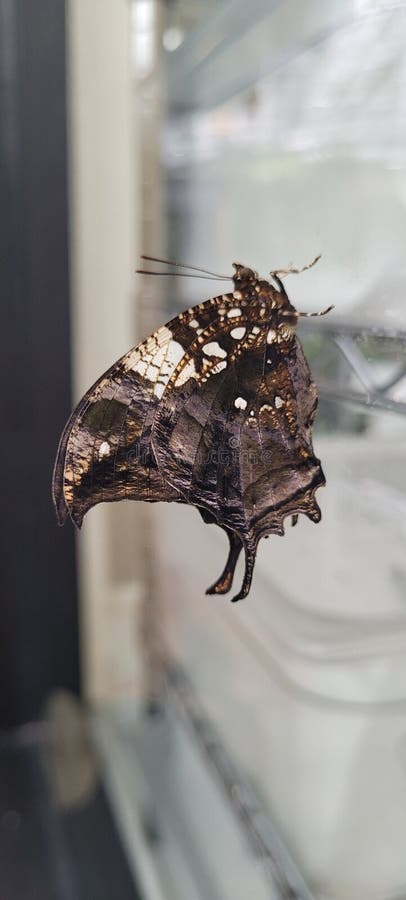 Leafwing Butterfly Charaxinae Stock Image - Image of lighting, wing ...
