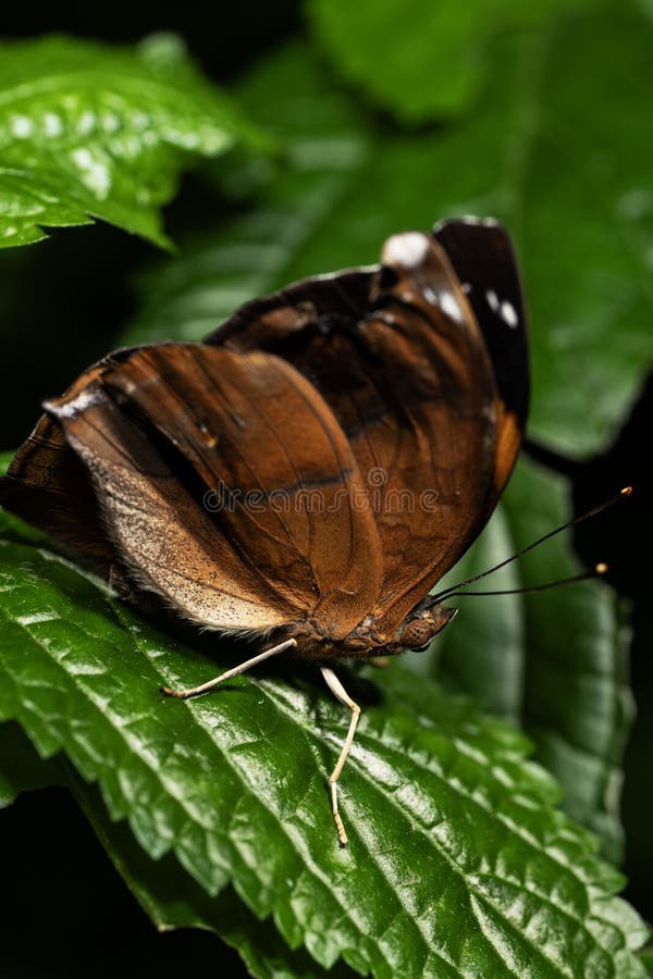 Leafwing Butterfly on a Leaf Stock Photo - Image of antenna, entomology ...