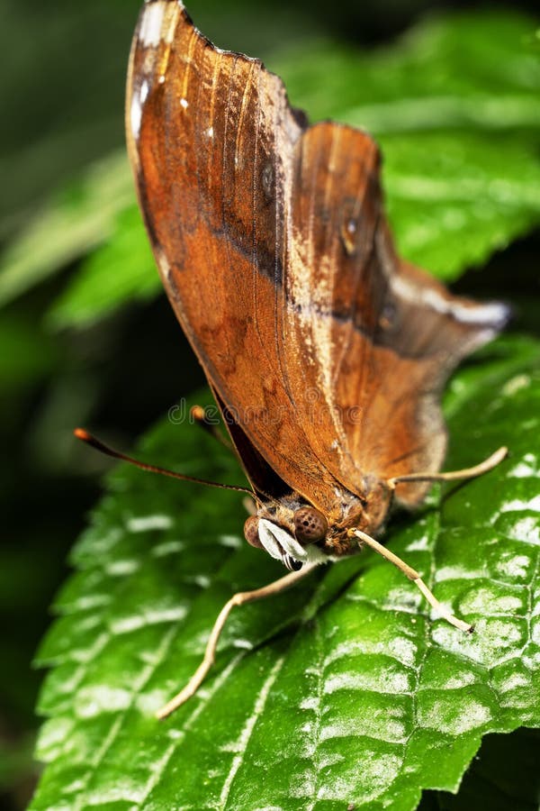 Leafwing Butterfly on a Leaf Stock Image - Image of moths, insect ...