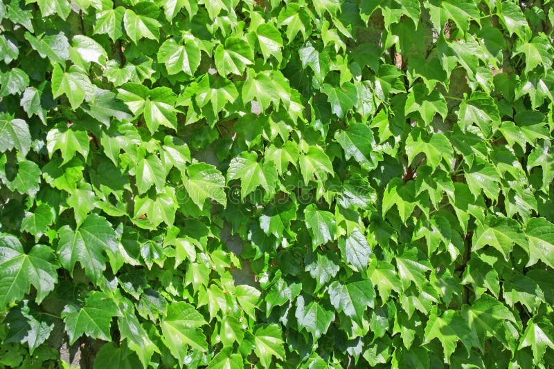 Leafy background stock photo. Image of leaf, geometrical - 879022