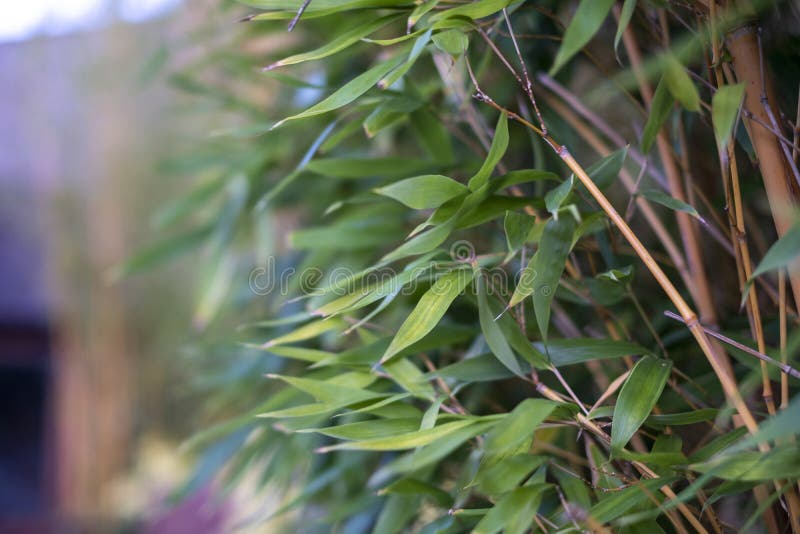 Leafy Bamboo Hedge Thicket Screen Stock Image - Image of culture ...