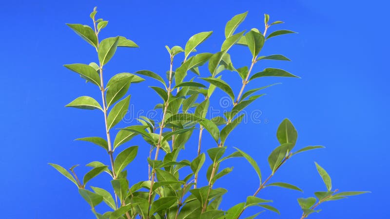 Leafy Tree Branches in Breeze Bluescreen Isolated Stock Video - Video ...