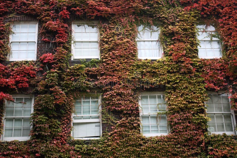 Leafy Brick Wall stock image. Image of colors, autumn - 9382433