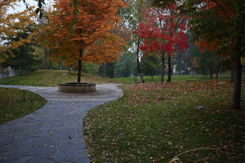 Leafy Colorful Garden at Fall Stock Image - Image of trees, leafy: 88809397