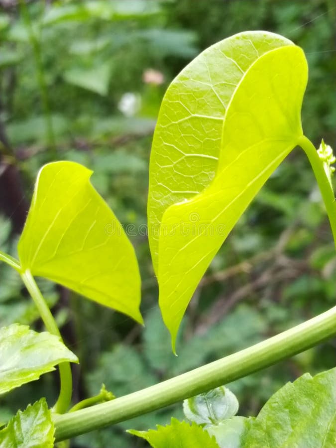 Leafy creepy stock image. Image of creepy, plant, green - 156764773