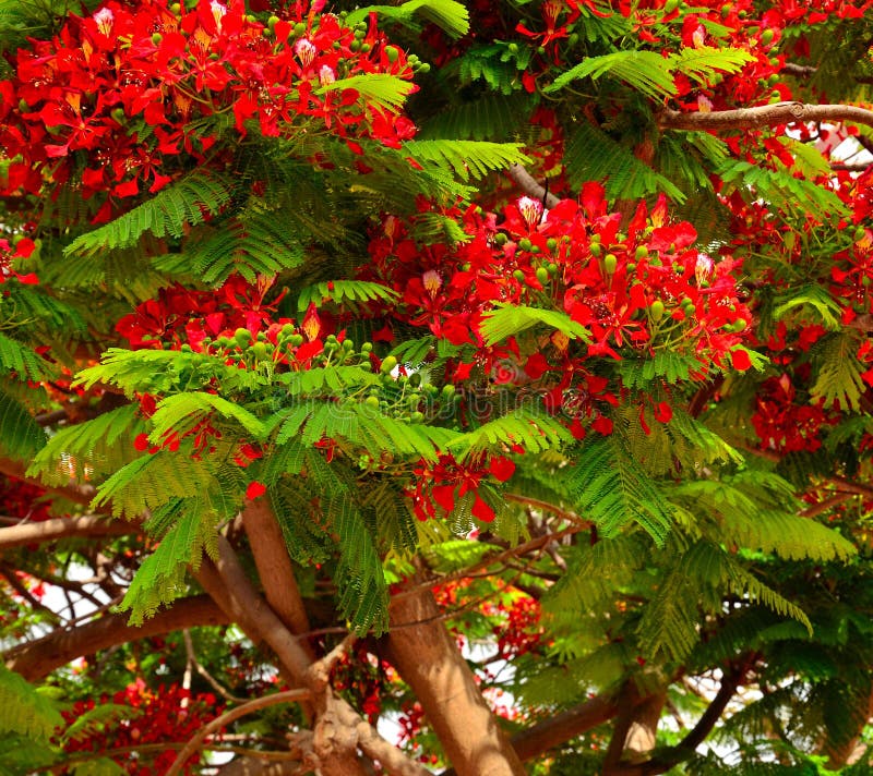 Leafy Flamboyan Tree with Flowers and Green Buds Stock Photo - Image of ...