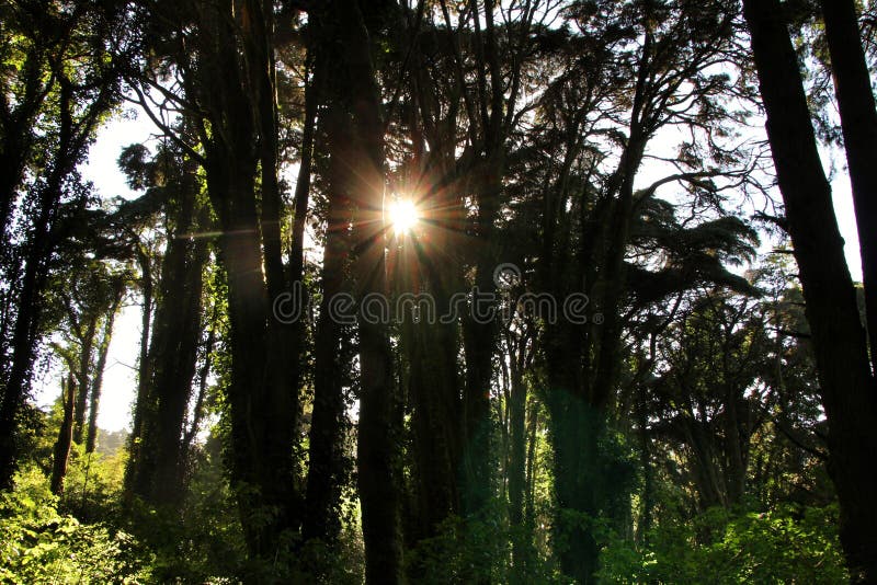 Leafy Forest with Colossal Trees in Sintra Mountains Stock Photo ...