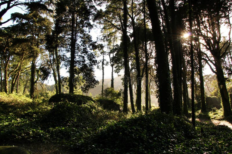 Leafy Forest with Colossal Trees in Sintra Mountains Stock Image ...