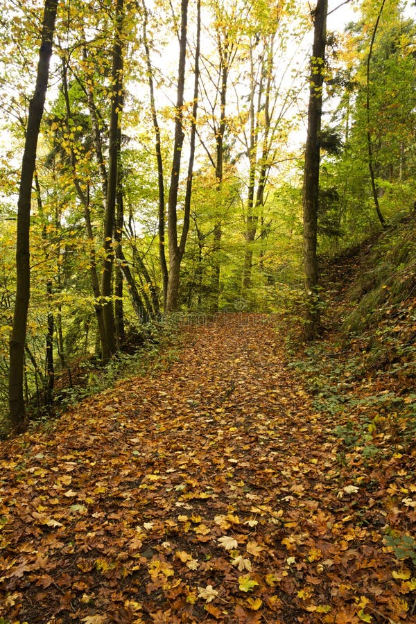 Woodland leafy floor path stock image. Image of litter - 86617847