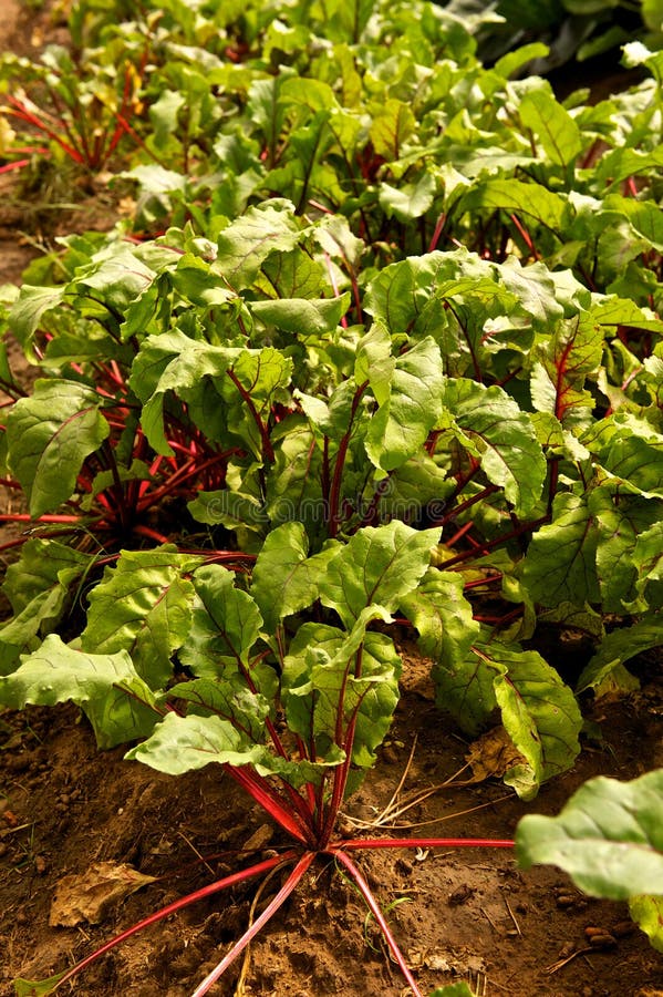 Leafy Green Beet Plants in Garden Stock Image - Image of food, flora ...