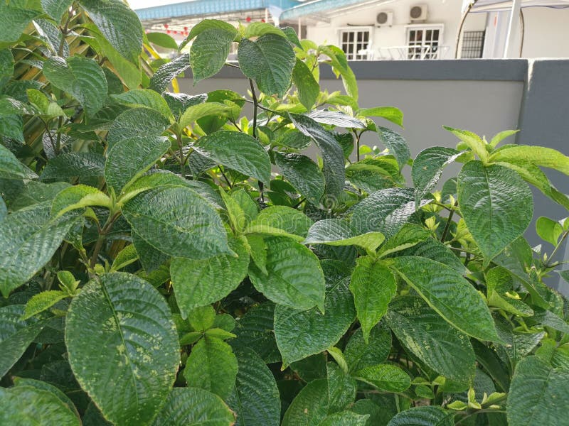 Black Face General Plant Stock Photos - Free & Royalty-Free Stock ...