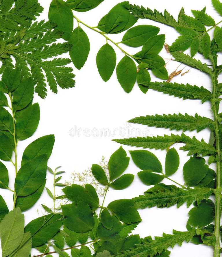 708 Border Ferns Stock Photos - Free & Royalty-Free Stock Photos from ...