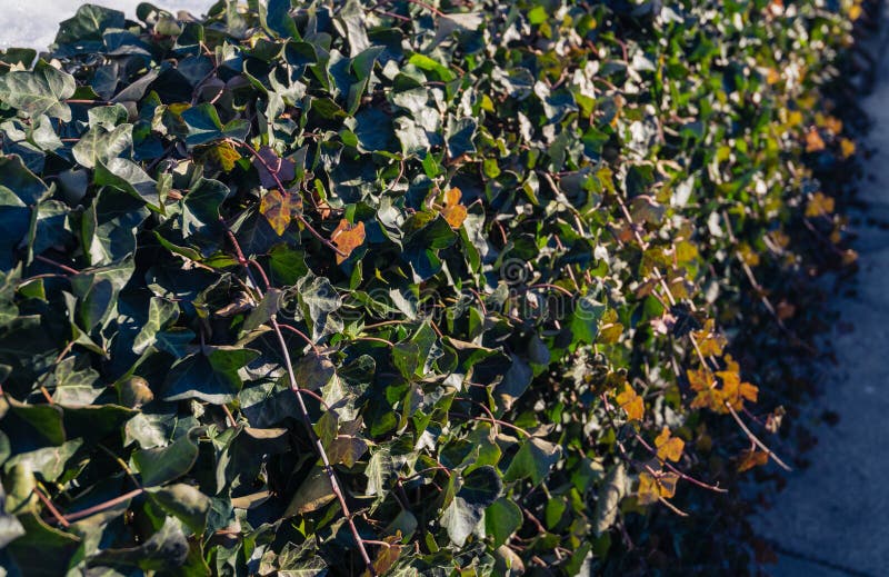 Leafy Green Bush Texture with Changing Colors Stock Photo - Image of ...