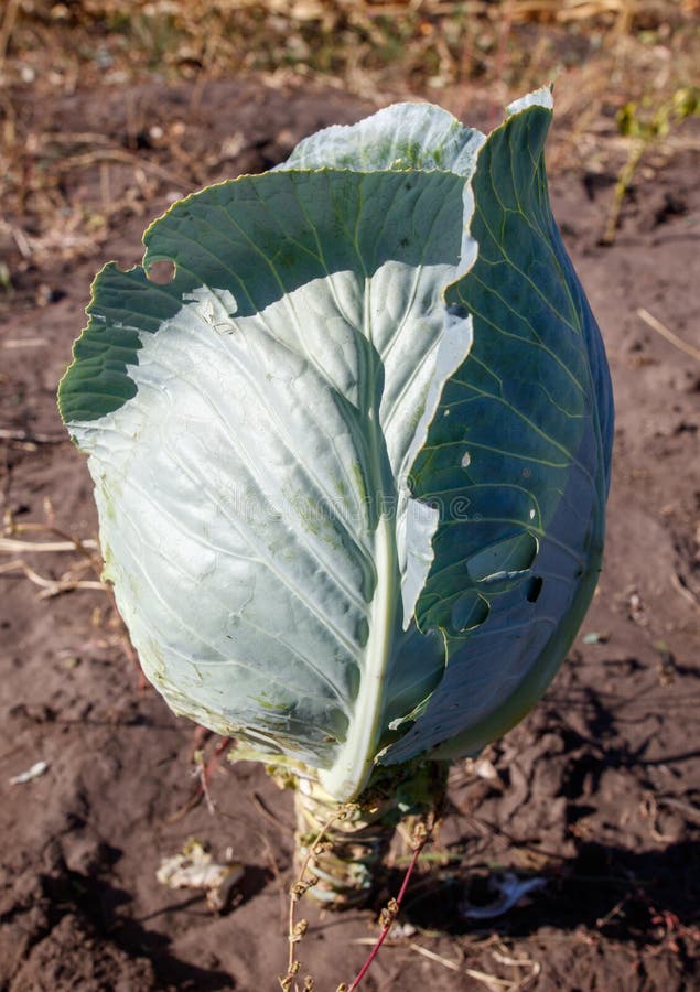 A Leafy Green Cabbage is Growing in a Field Stock Image - Image of ...