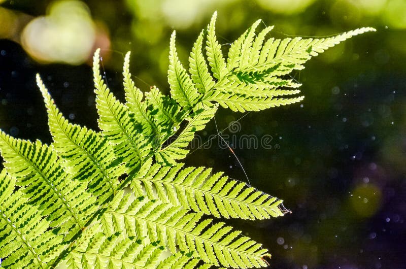 A Leafy Green Fern with a Spider Web on it Stock Image - Image of ...