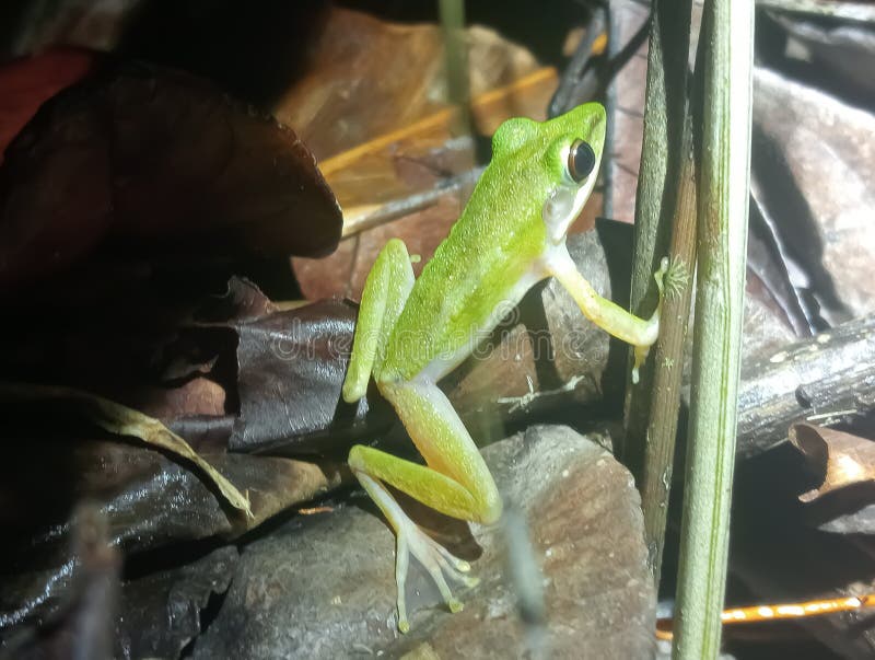 Leafy green frog stock image. Image of leafy, animals - 378042113