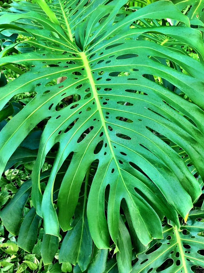 Leafy green plant stock photo. Image of leafy, plant - 180971718