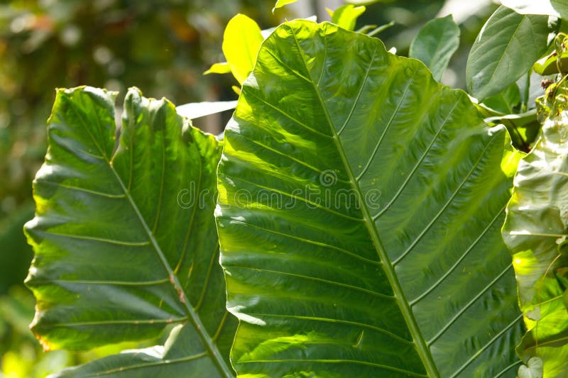 A Leafy Green Plant with a Leafy Green Leaf Stock Photo - Image of ...