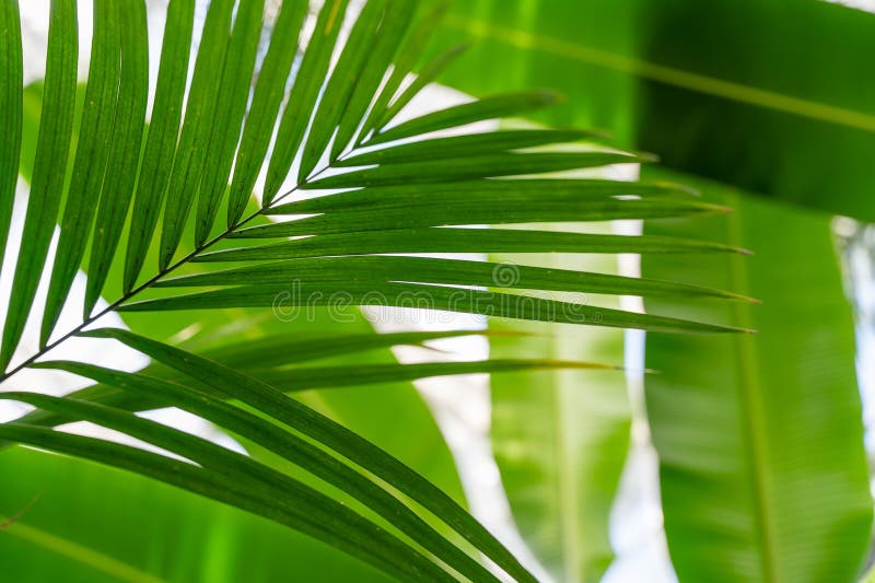 A Leafy Green Plant with a Leafy Green Leaf Stock Image - Image of ...