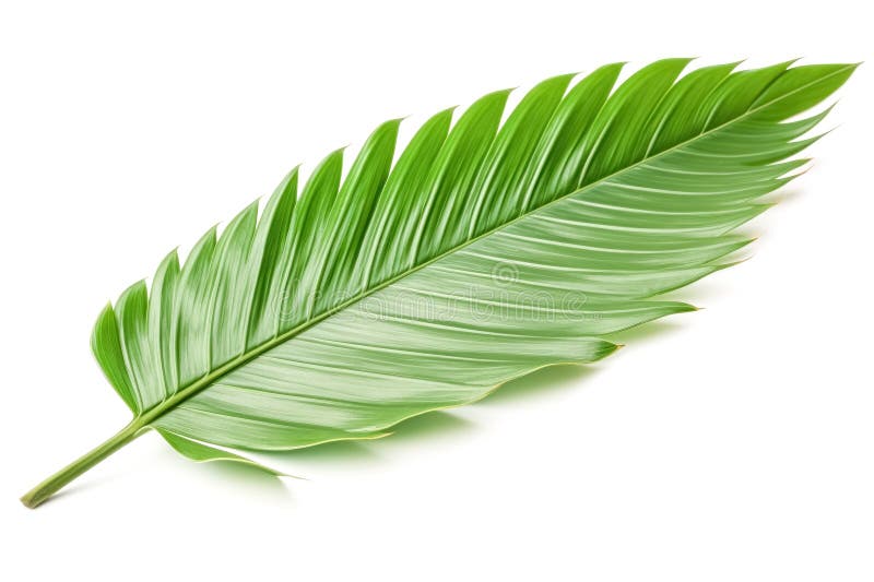 A Leafy Green Plant with a Long Stem. Stock Image - Image of palm ...