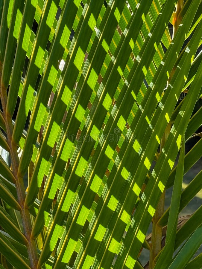 Leafy Green Plant with a Pattern of Light and Dark Shadows Stock Image ...