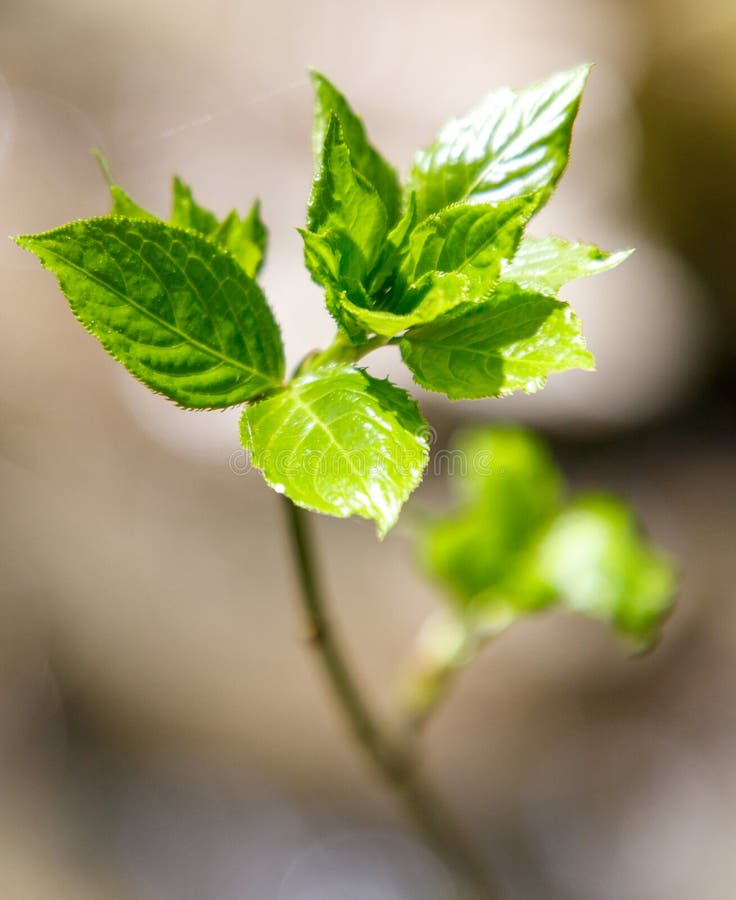 A Leafy Green Plant with a Stem and a Bud Stock Photo - Image of ...