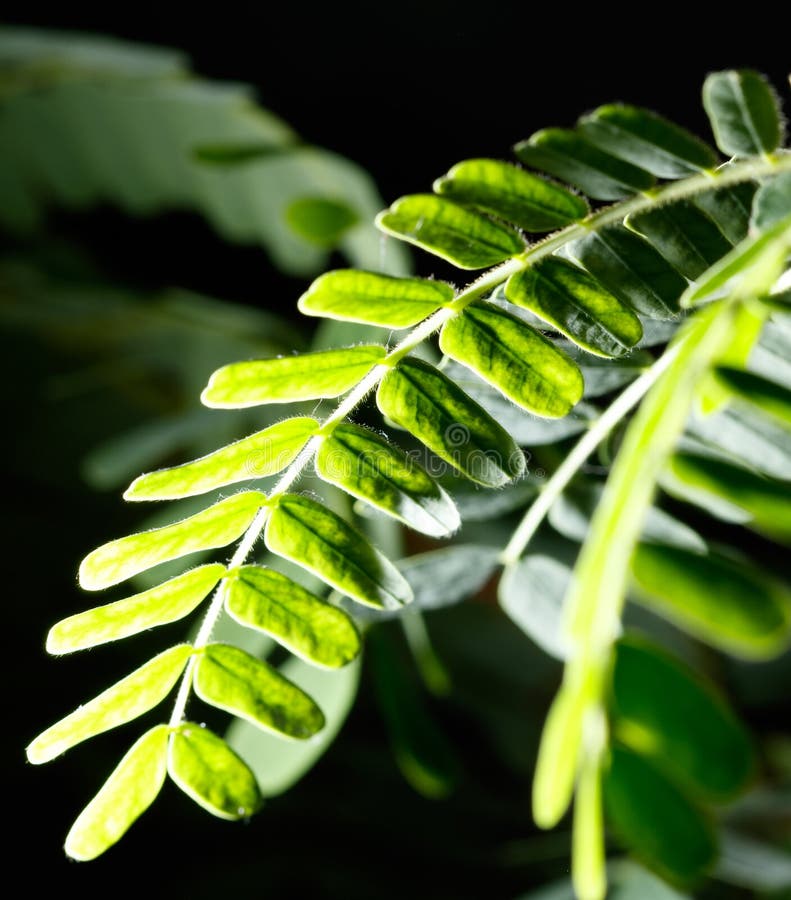 A Leafy Green Plant with a Leafy Stem Stock Image - Image of garden ...