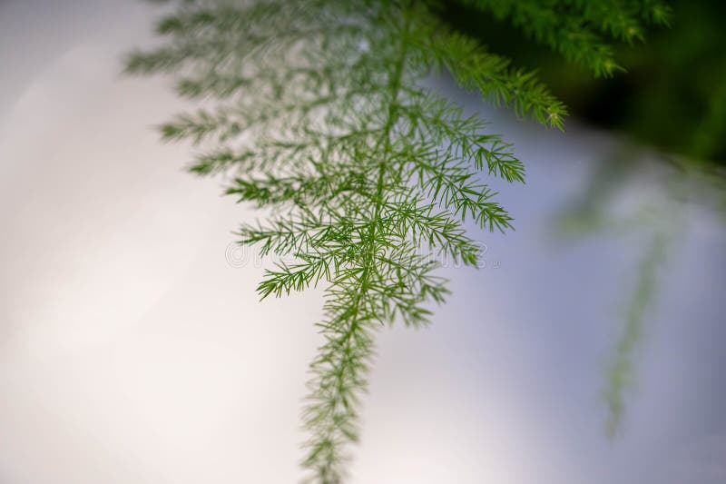 A Leafy Green Plant with a Thin Stem Stock Photo - Image of stem ...