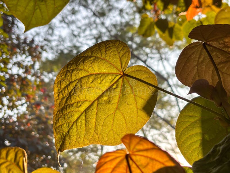 A Leafy Green Plant with a Yellow Leaf in the Foreground Stock Image ...