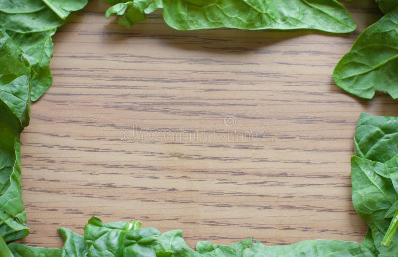 Leafy Green Spinach Border stock image. Image of blank - 24643639