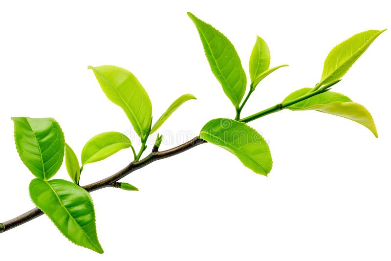 A Leafy Green Tea Branch with a Few Leaves on it. the Branch is Thin ...