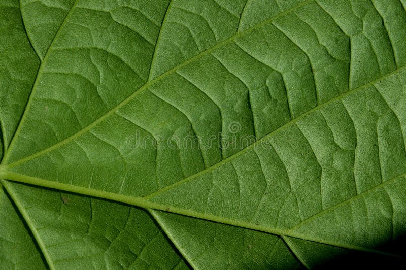 Leafy Green Texture of Green Leaves Stock Photo - Image of combination ...