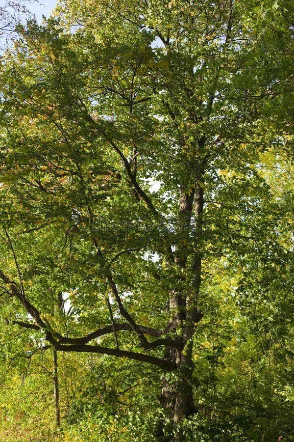 Leafy green tree stock image. Image of scenic, large - 11109669