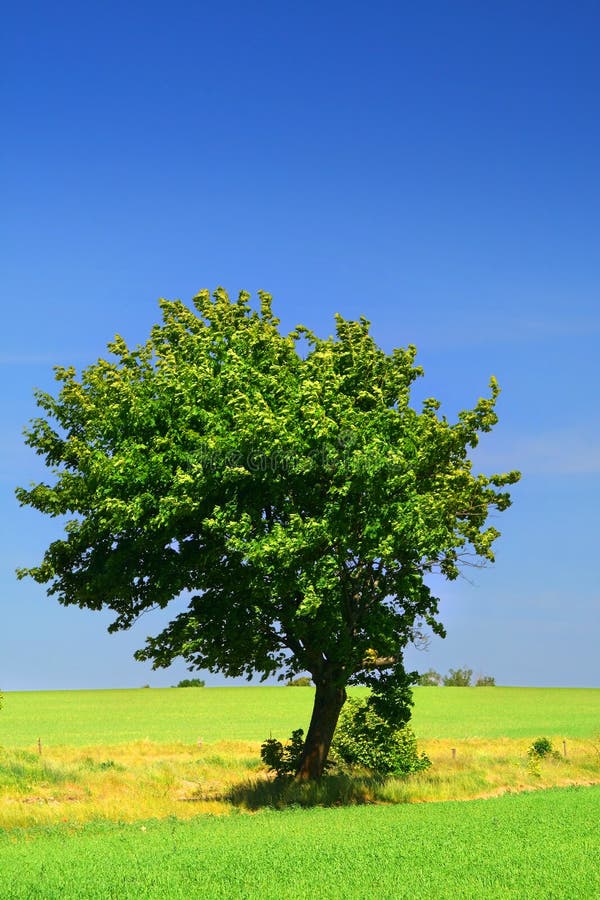 Leafy green tree in field stock photo. Image of space - 5410478