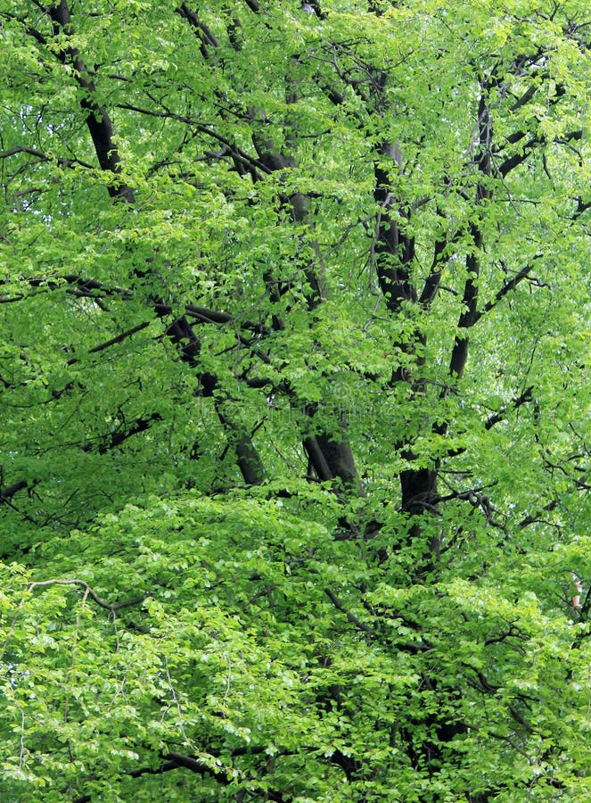Leafy green trees stock photo. Image of leaves, trees - 31373194