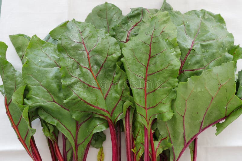 Leafy Greens. Fresh, Young Beetroot Leaves at the Table Stock Photo ...