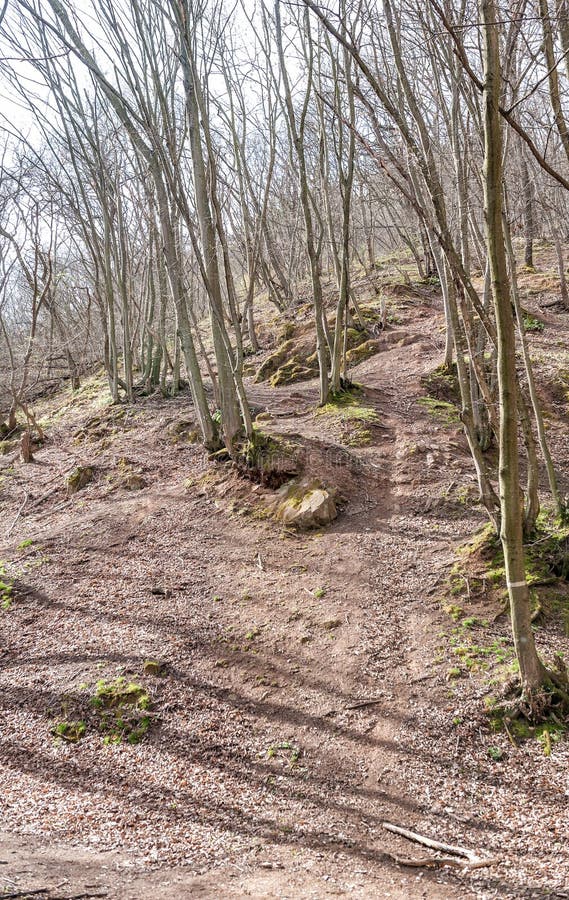 Leafy Hillside Forest with Tree Roots and Mossy Ground Stock Image ...