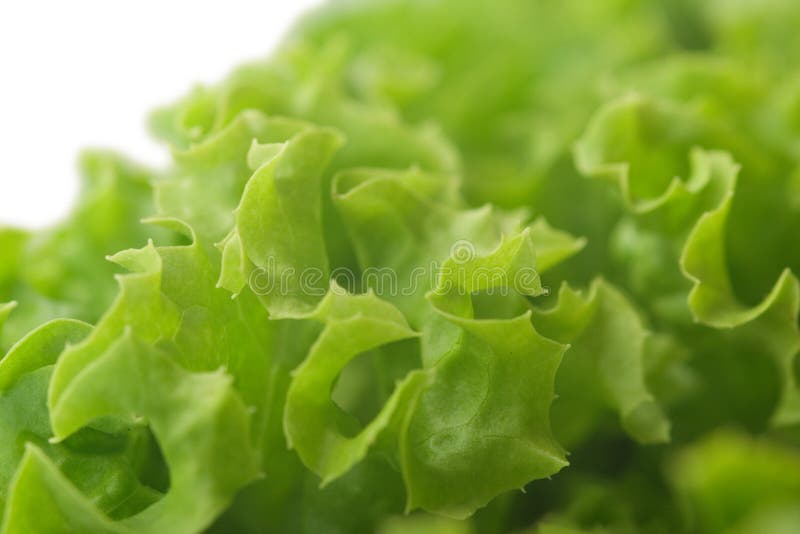 Leafy lettuce stock photo. Image of curly, healthy, leaves - 2663448