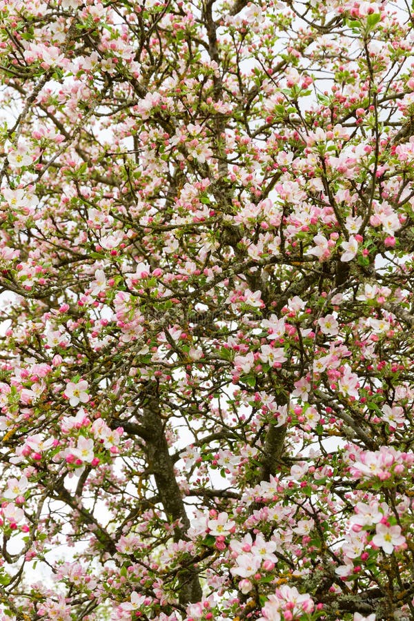 Leafy and Lush Flowering Apple Stock Photo - Image of branches ...