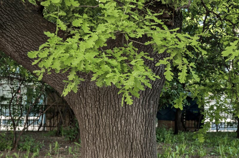 Leafy oak tree stock photo. Image of leafy, plant, foliage - 51703556