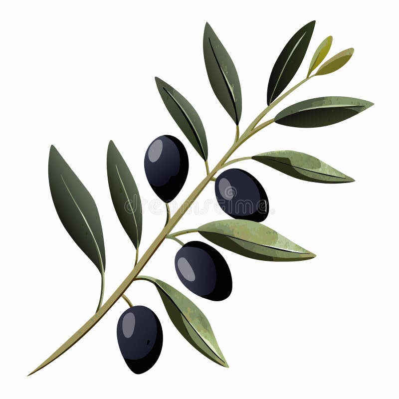 A Leafy Olive Tree Branch with Three Olives on it. the Olives are Dark ...